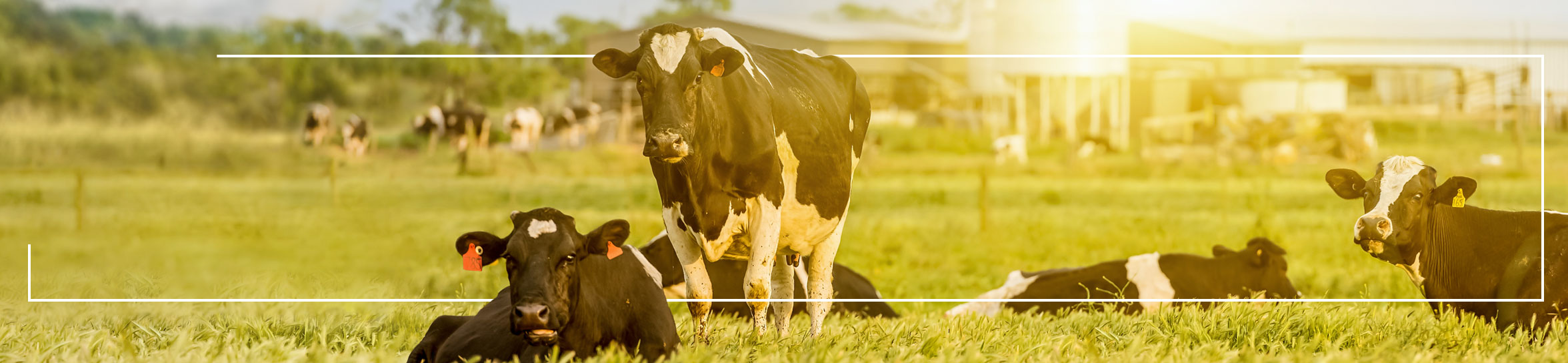 Lying behaviour after C-section: what is the cow trying to tell us ...